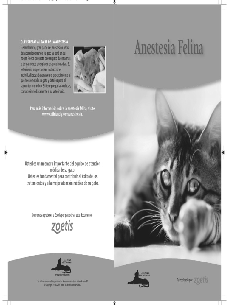 AAFP Anesthesia Client Brochure-ES | PDF | Medicina CLINICA ...
