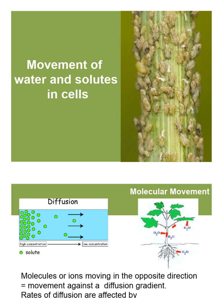 Lecture 3 Water and Solute Movements in Plants | PDF | Osmosis | Stoma
