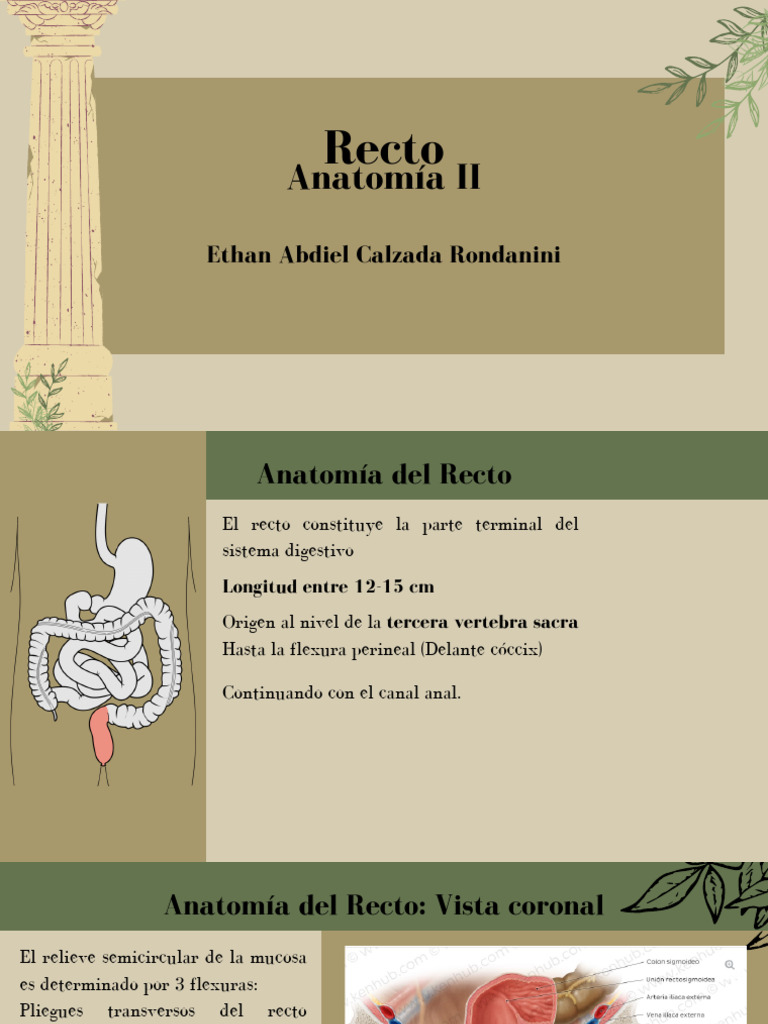 Recto | Descargar gratis PDF | Recto | Hemorroides