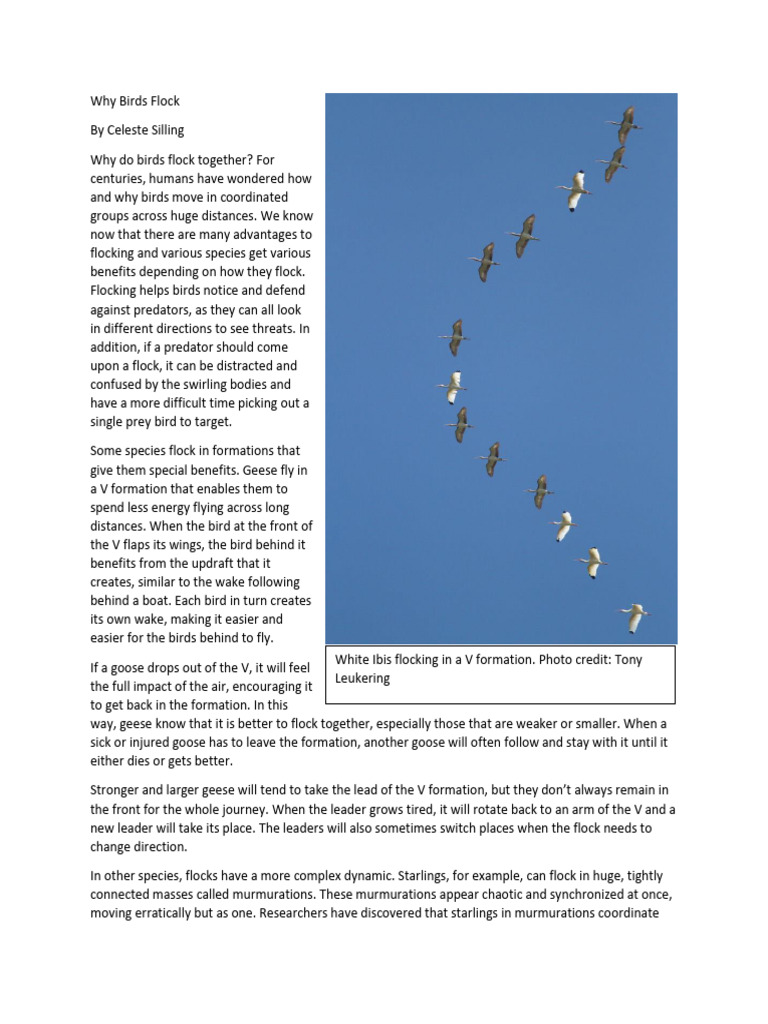 Flock Nature Notes | PDF | Goose | Birds
