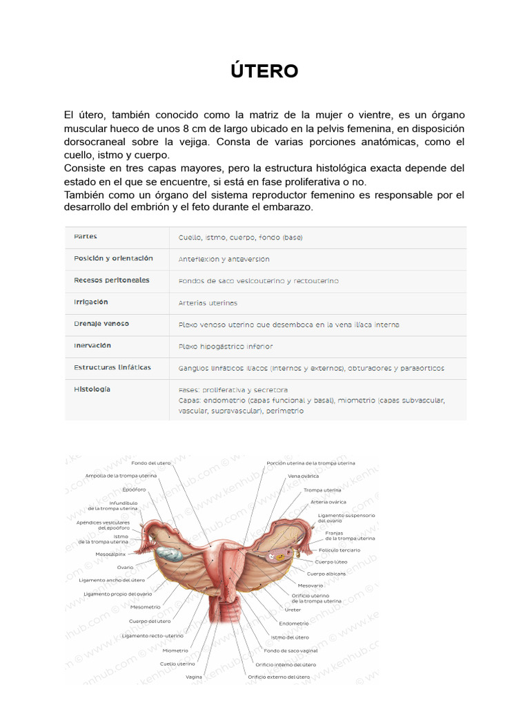 ÚTERO | PDF | Útero | Vagina