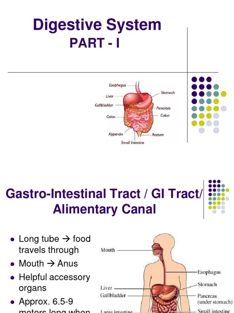 Lecture 8 - Digestive System - Anatomy Function - Part I | PDF ...