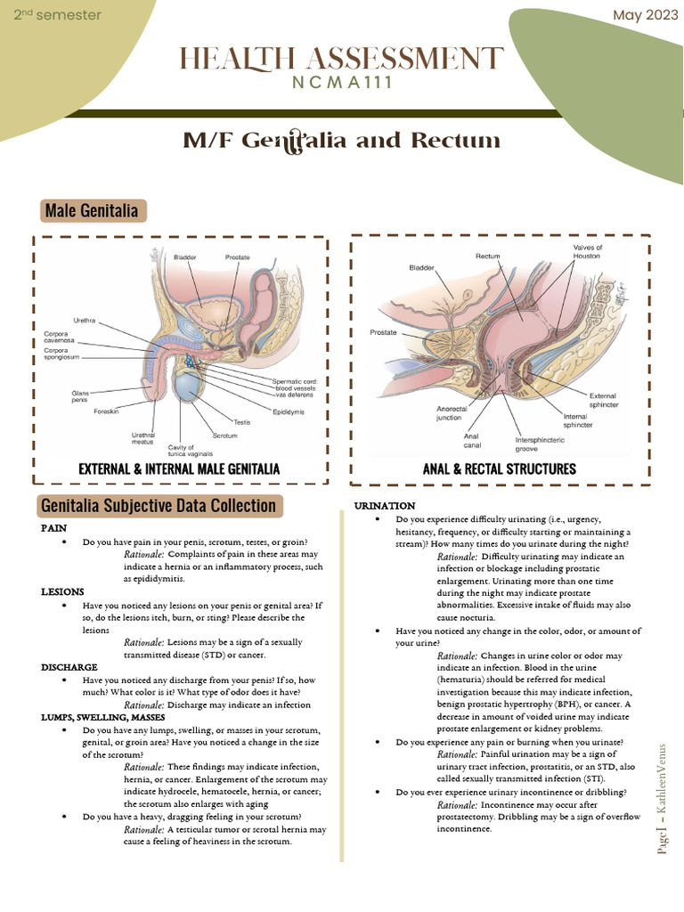 2.13 - MF Genitalia and Rectum | PDF | Hemorrhoid | Diseases And Disorders