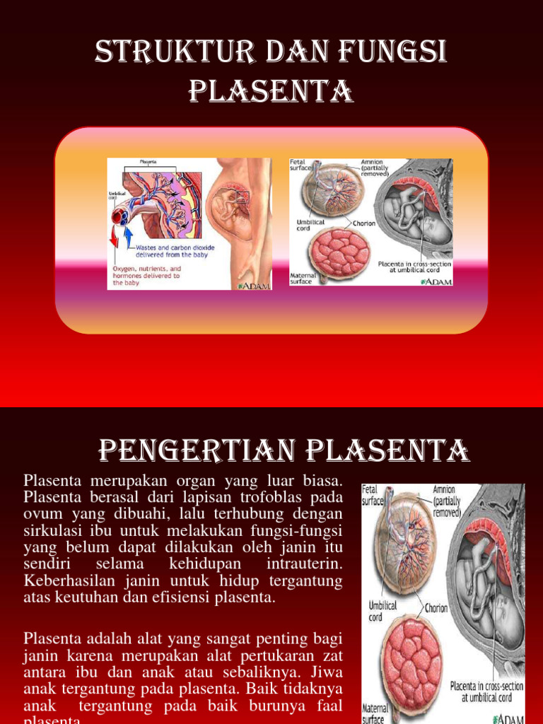 Struktur Dan Fungsi Plasenta | PDF