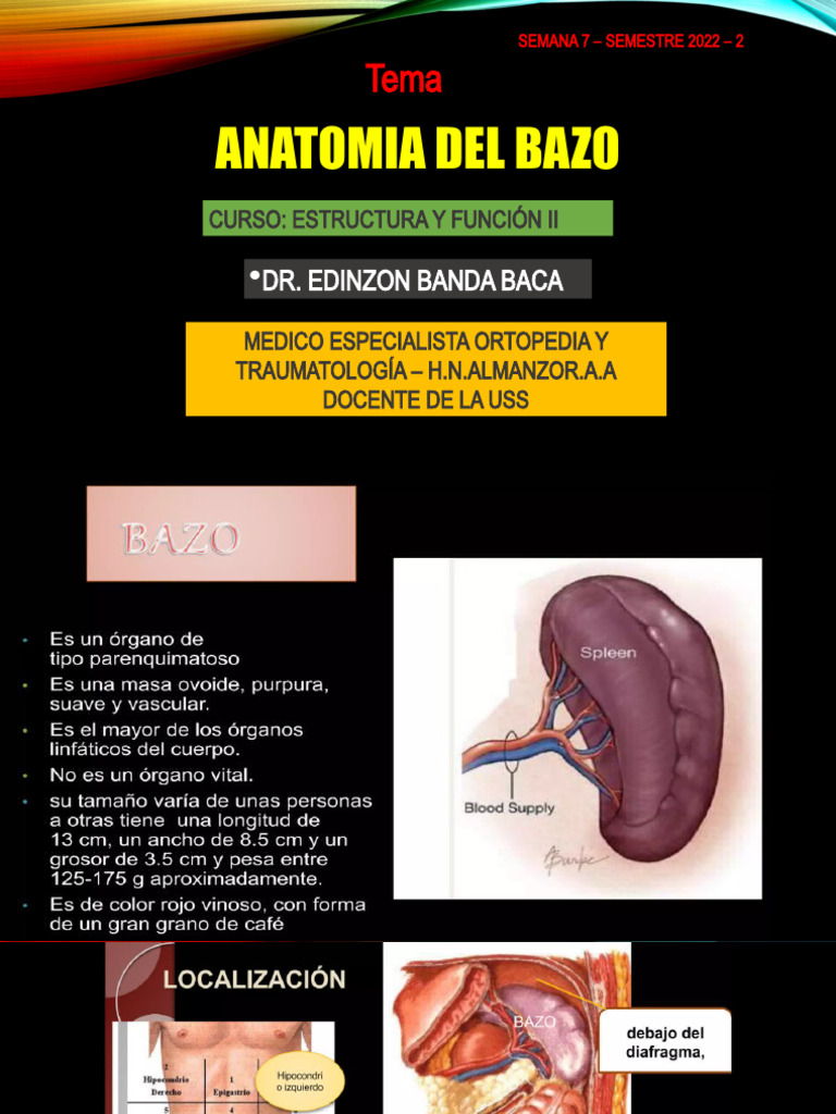 ANATOMIA DEL BAZO Banda | PDF | Ciencia y matemáticas | Tecnología