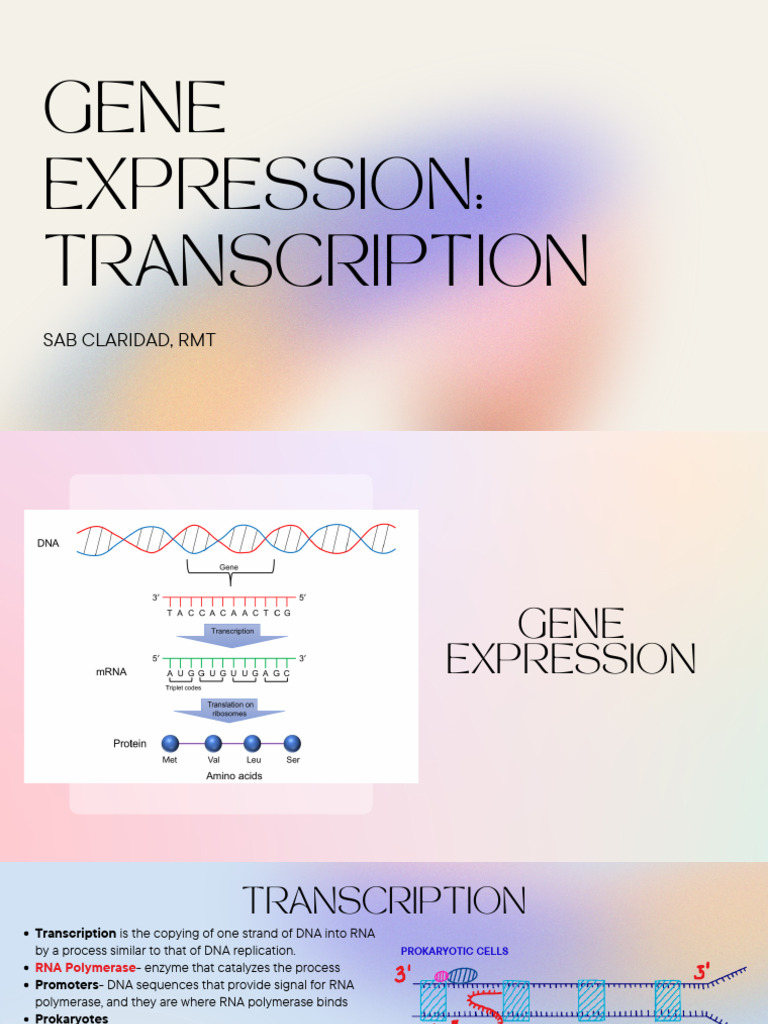 Gene Expression | PDF | Translation (Biology) | Ribosome