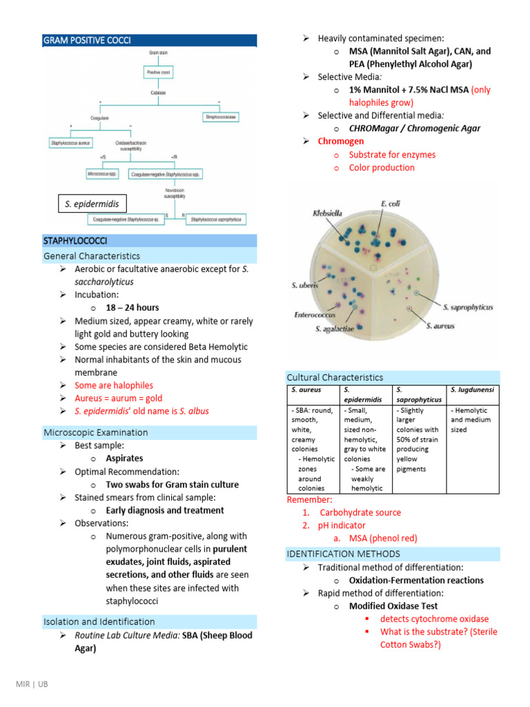 Staphylococci and Streptococci Overview | PDF | Streptococcus ...