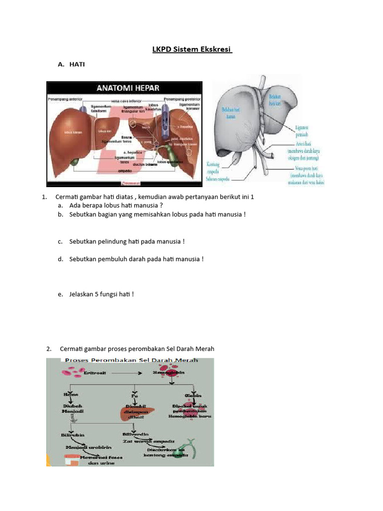 LKPD Sistem Ekskresi, Hati Dan Kulit 2024 | PDF