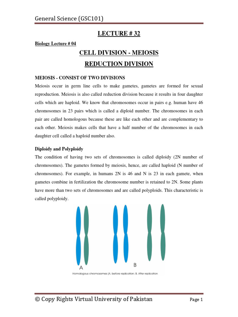 Lecture 19-22 | PDF | Meiosis | Ploidy