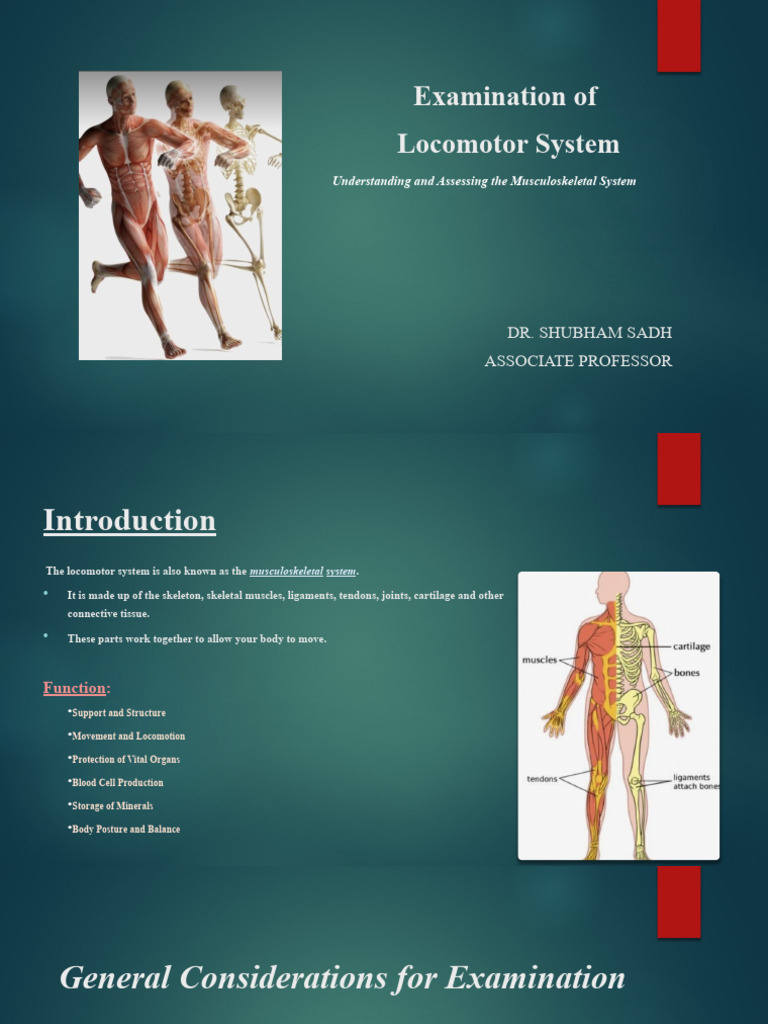Locomotory Examination | PDF | Human Musculoskeletal System ...