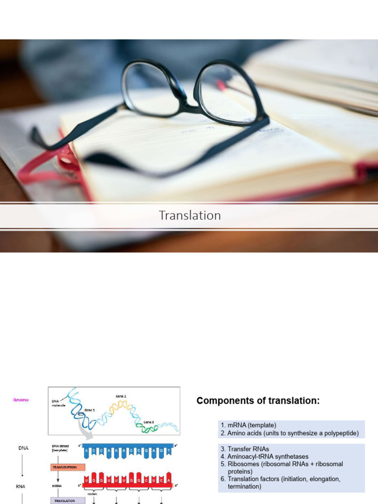 Translation Gn22 | PDF | Ribosome | Translation (Biology)