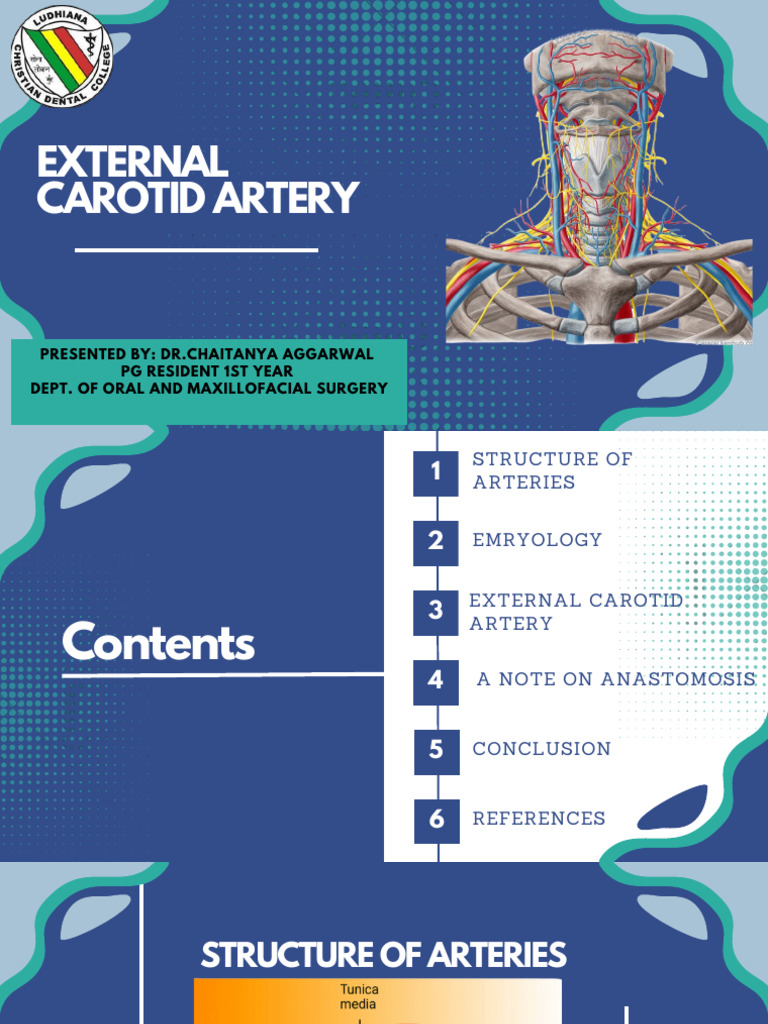 External Carotid Artery in Oral and Maxillofacial Surgery | PDF ...