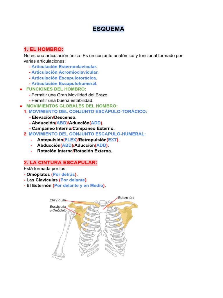 ANATOMÍA 2º TRIMESTRE | PDF | Codo | Hombro