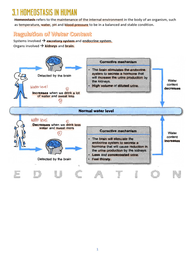 Homeostasis and Water Regulation in Humans | PDF | Homeostasis | Water