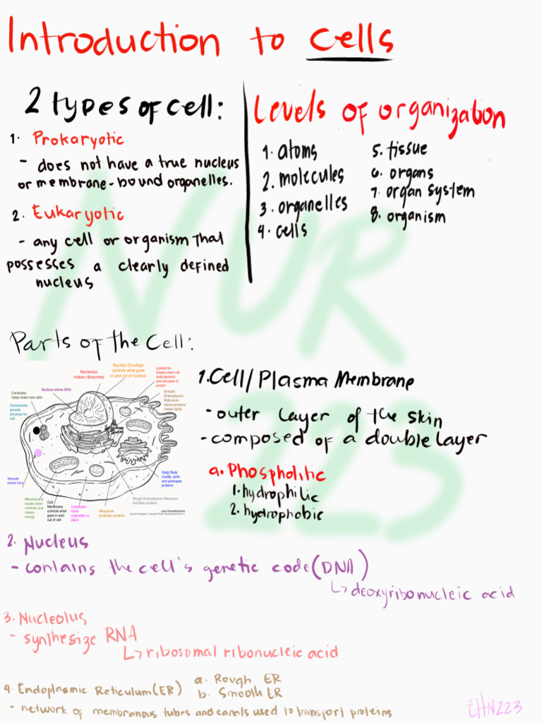AnaPhy Cells | PDF