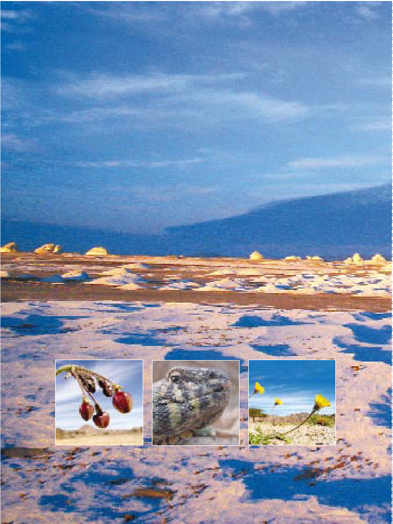 Nature conservancy-egypt protected areas | PDF | Protected Area ...