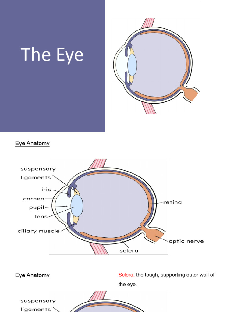 The Eye | PDF | Eye | Myopia