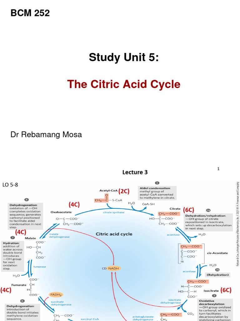 Understanding the Citric Acid Cycle | PDF | Nutrients | Natural Products