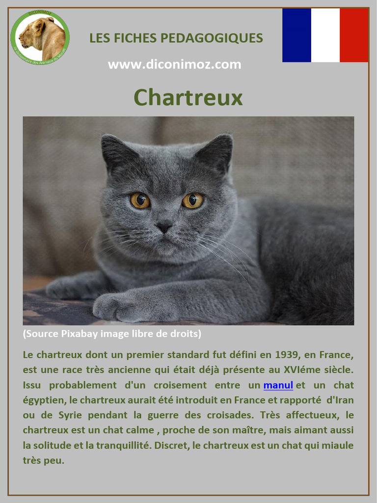 Le Chartreux : Caractéristiques et Traits | PDF