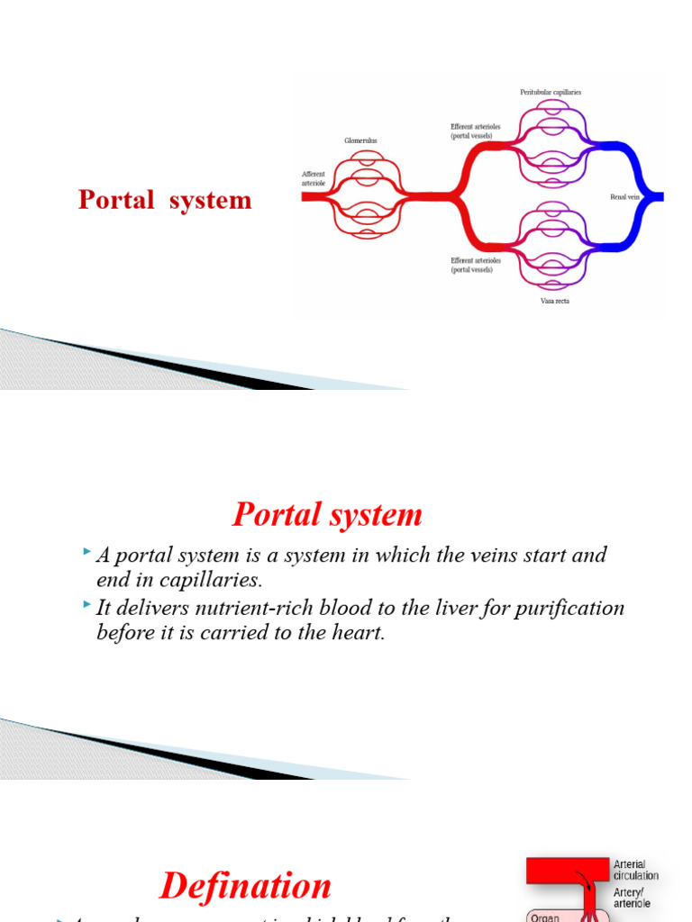 Portal system | Download Free PDF | Vein | Capillary