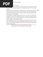 Sponge Body Plans: Asconoid Explained | PDF | Sponge | Cell Biology