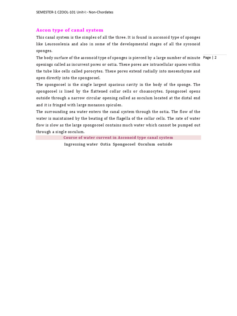 Canal System In Porifera Pdf Sponge Biology