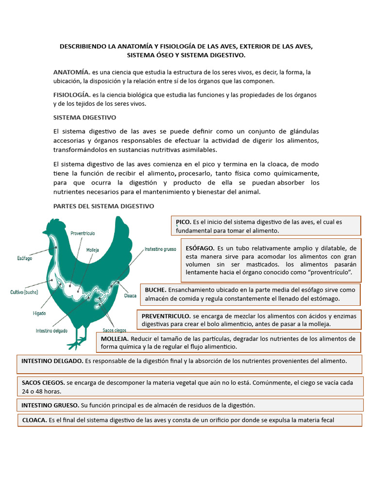 Anatomía y Fisiología de Aves | PDF | Sistema digestivo humano | Digestión