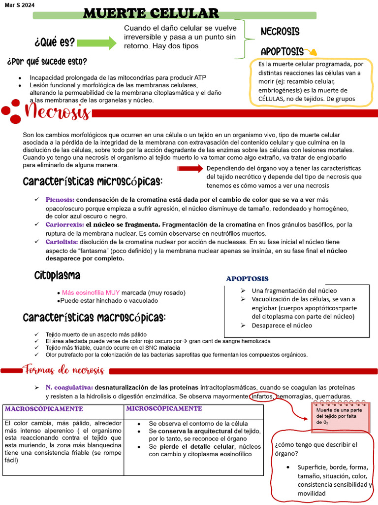 Necrosis: ¿Que Es? | PDF | Biología Celular) | Nucleo celular