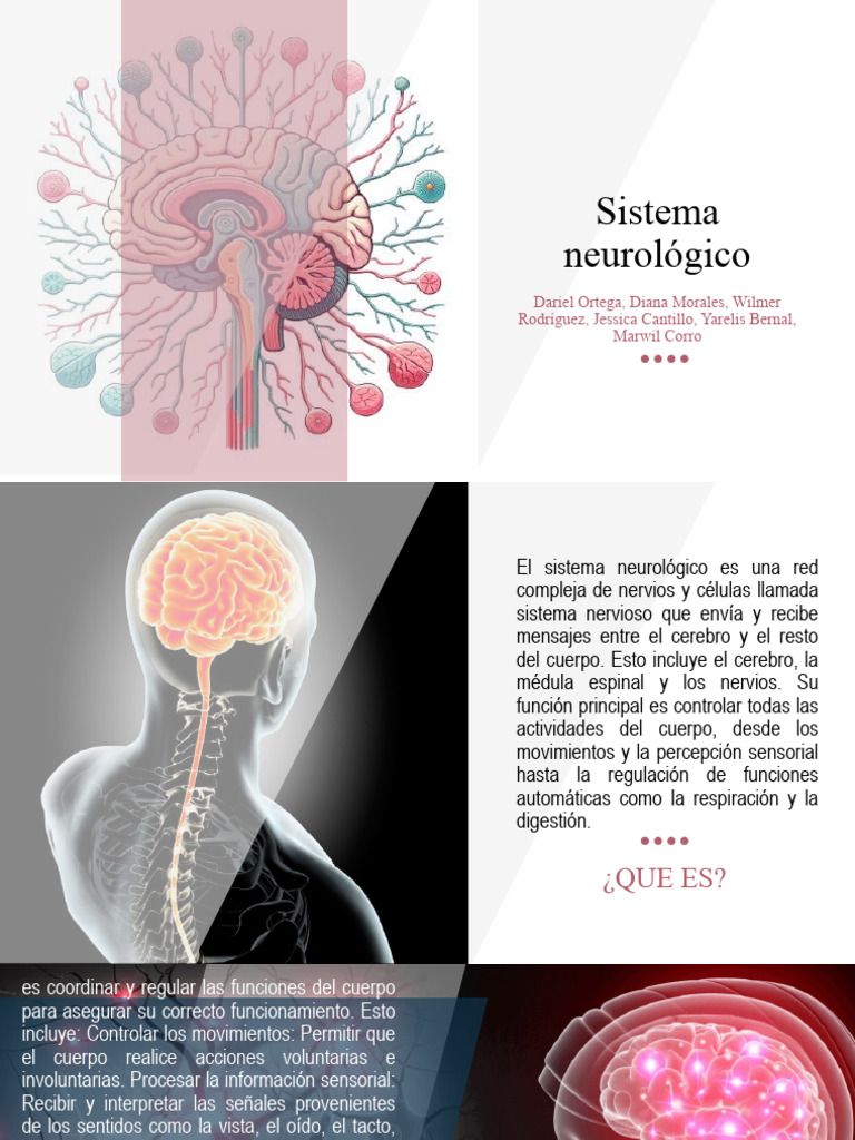 Sistema Neurológico | PDF | Cerebro | Médula espinal
