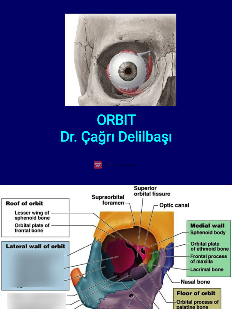 21 Orbit and The Eyeball | PDF | Human Eye | Cornea