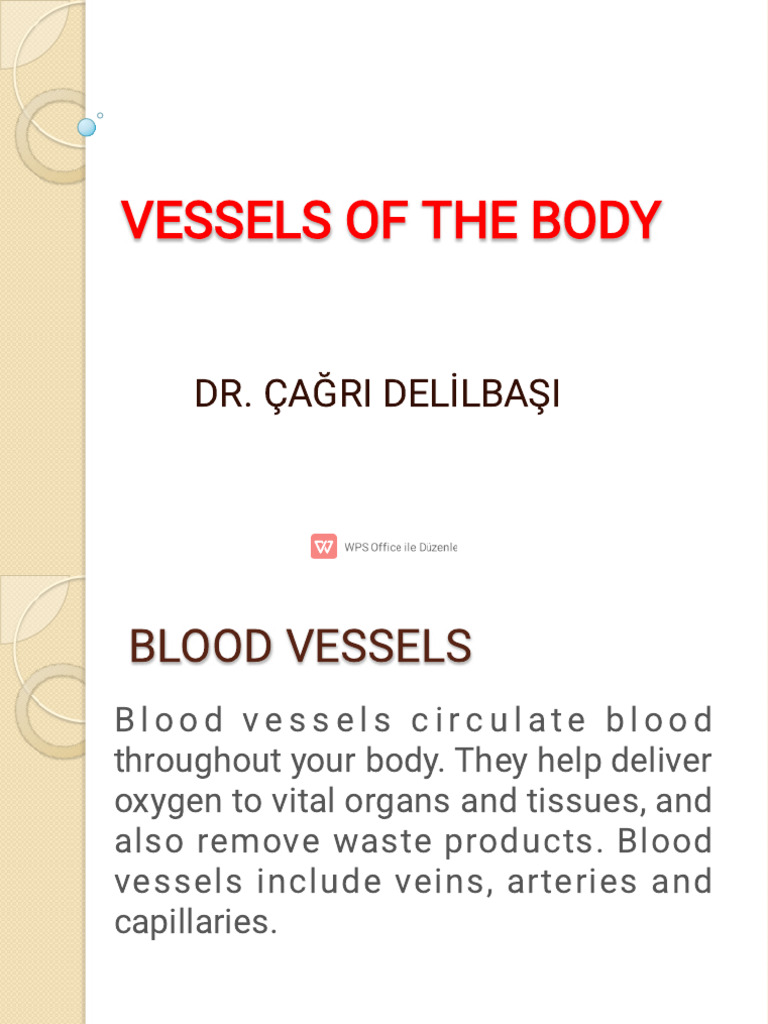 Body Vessels | PDF | Vein | Blood Vessel