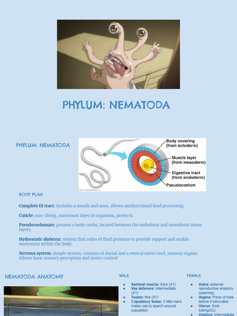 Quiz Parasitology Lab Nematode I | PDF | Nematode | Zoology