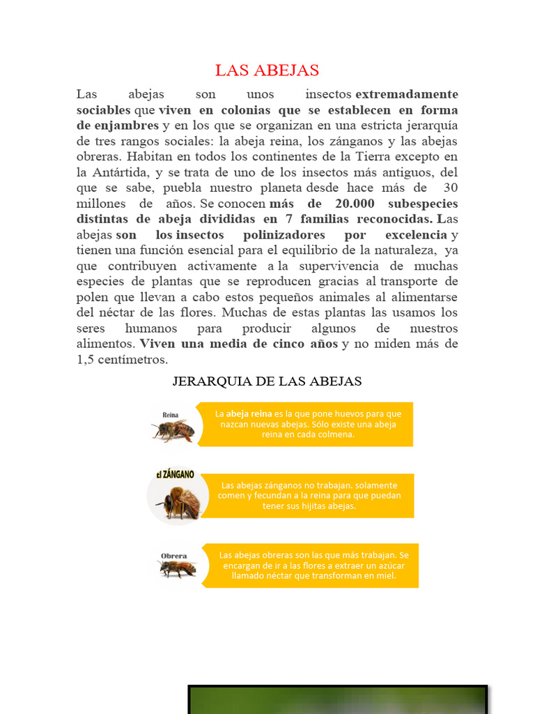 Las Abejas | PDF