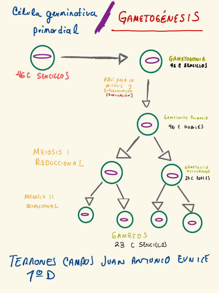 Graficas de Gametogenesis | PDF