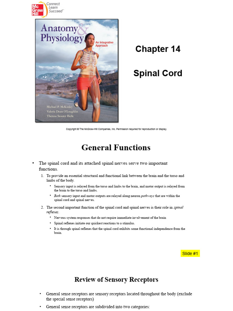 10 - Spinal Cord | PDF | Motor Neuron | Spinal Cord