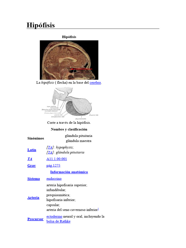 Anatomía y función de la hipófisis | PDF | Glándula pituitaria | Hipotálamo