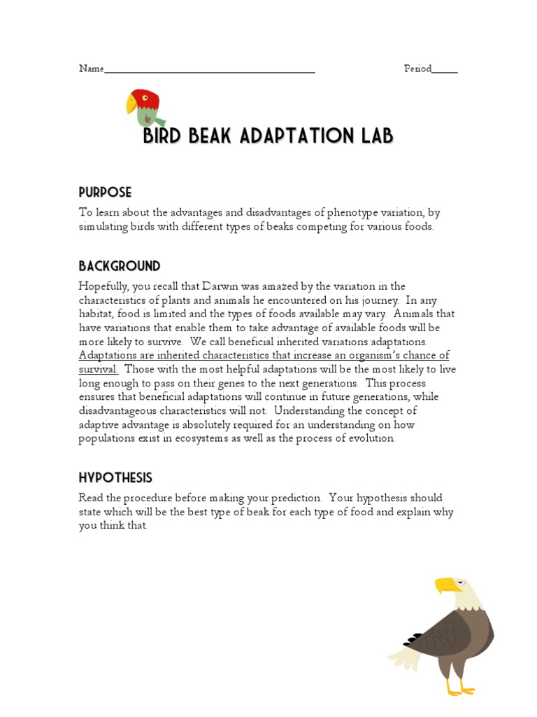 Bird Beak Adaptation Lab | PDF | Adaptation | Data