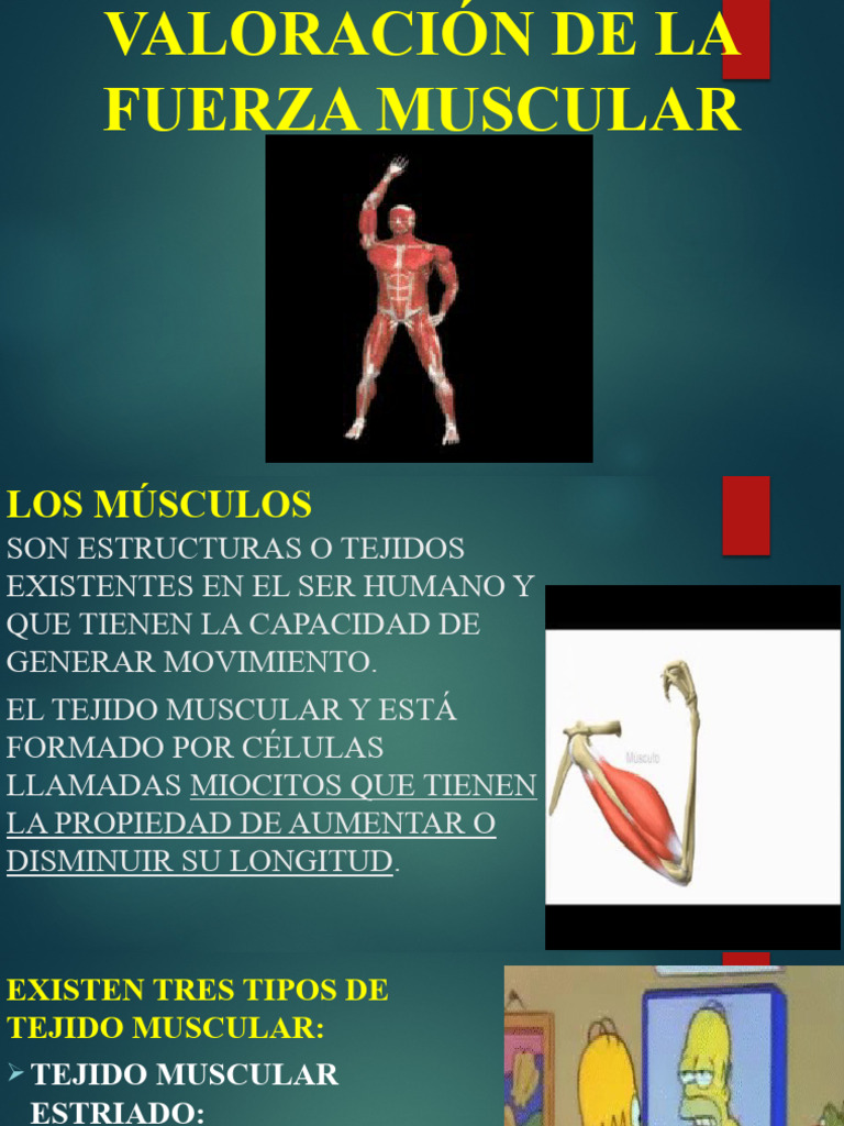 2 Valoracion de La Fuerza Muscular-1 | Descargar gratis PDF ...