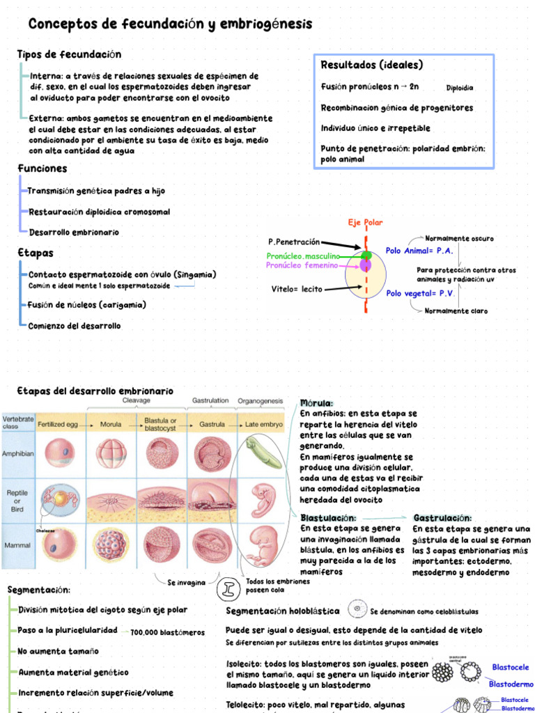 Fecundación y Embriogénesis: Proceso y Etapas | PDF | Embrión | Clonación