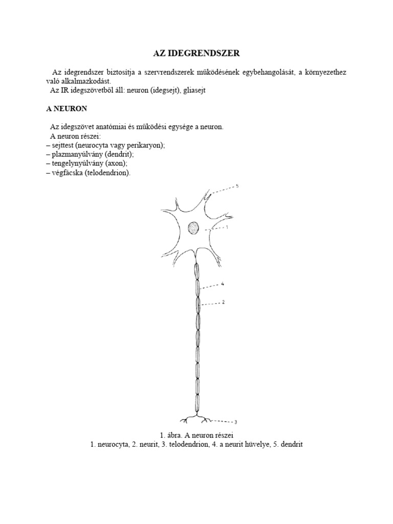 Idegrendszer | PDF