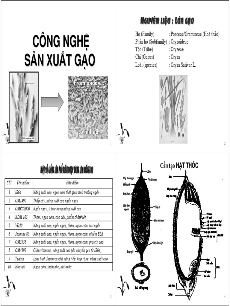 Cong Nghe San Xuat Gao | PDF