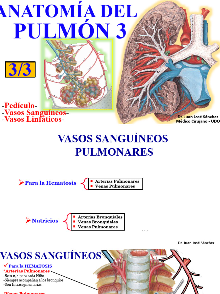 Anatomía Pulmonar: Vasos y Pedículo | PDF