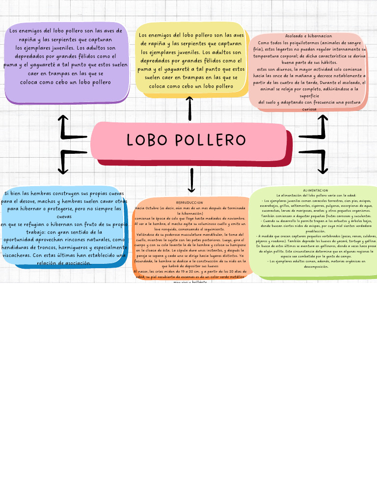 Mapa Conceptual Doodle A Mano Multicolor | PDF | Aves | Pollo