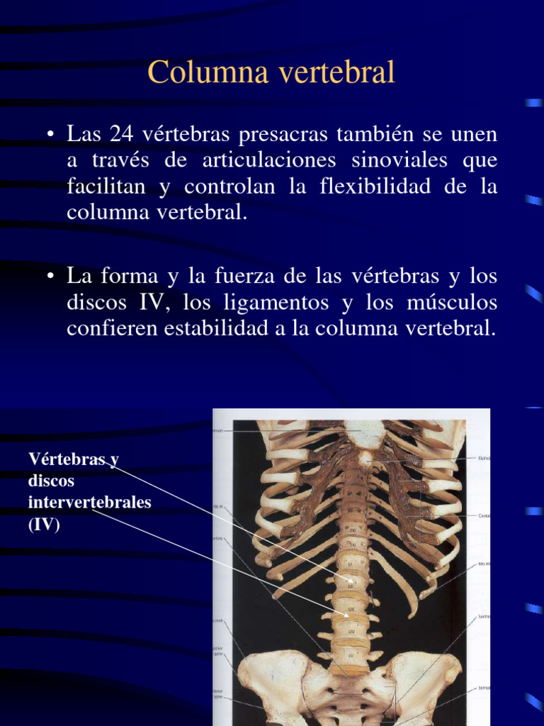 Estructura y Curvaturas de la Columna Vertebral | PDF | La columna ...