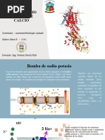 Función y Mecanismo de la Bomba de Calcio | PDF | Calcio | Membrana celular