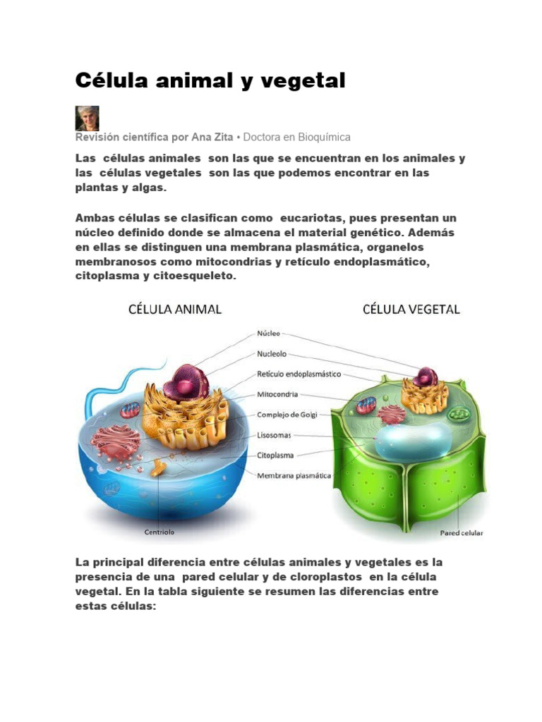 Diferencias entre células animales y vegetales | PDF | Biología Celular ...