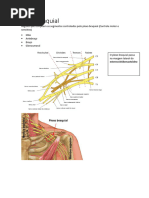 Anatomia - Plexos Braquial e Lombossacral | PDF | Anatomia humana ...