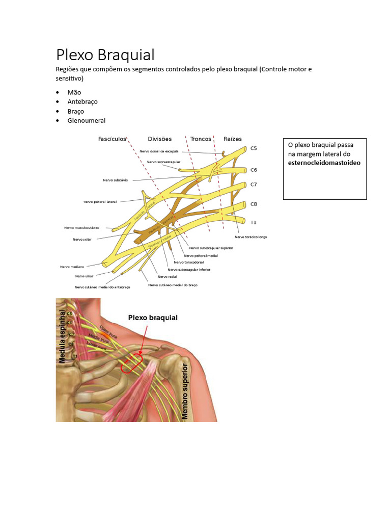 Plexo Braquial 3 | PDF | Neuroanatomia | Anatomia humana