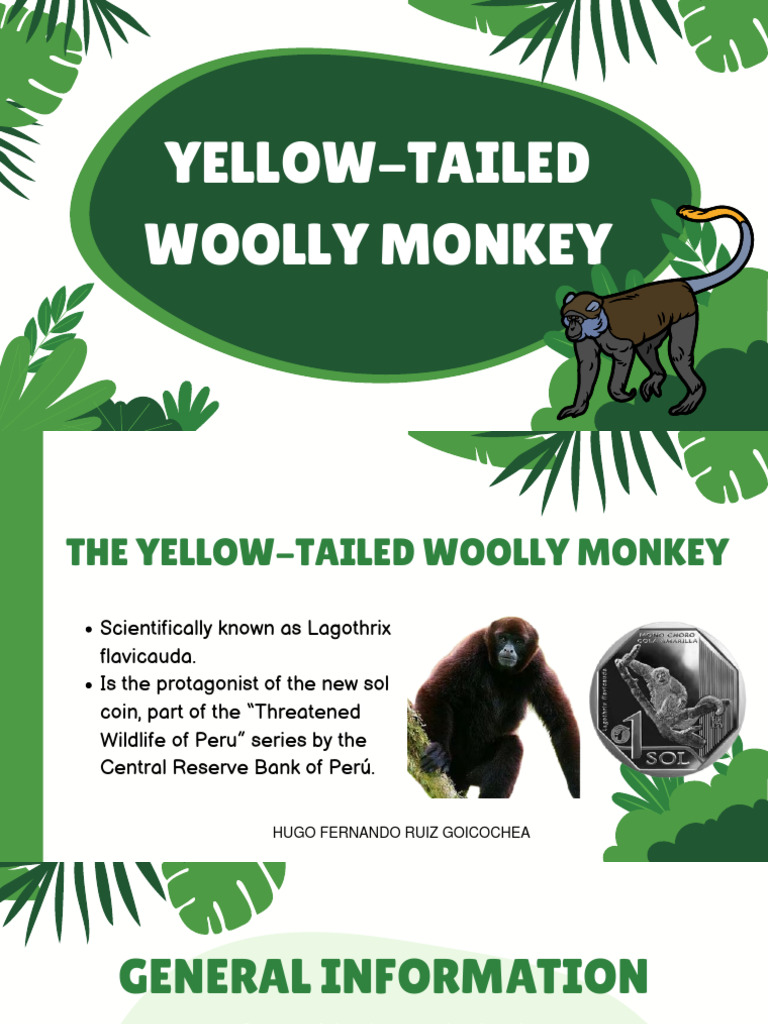 Yellow Tailed Woolly Monkey | PDF | Conservation Biology | Natural ...