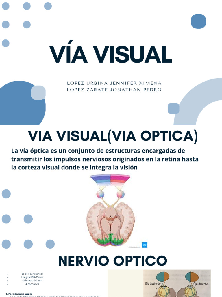 Vía Visual | Descargar gratis PDF | Percepción visual | Nervio